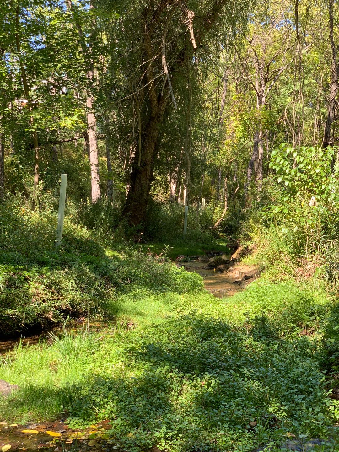 Walnut Spring Park – XIAO Qinghe's Website